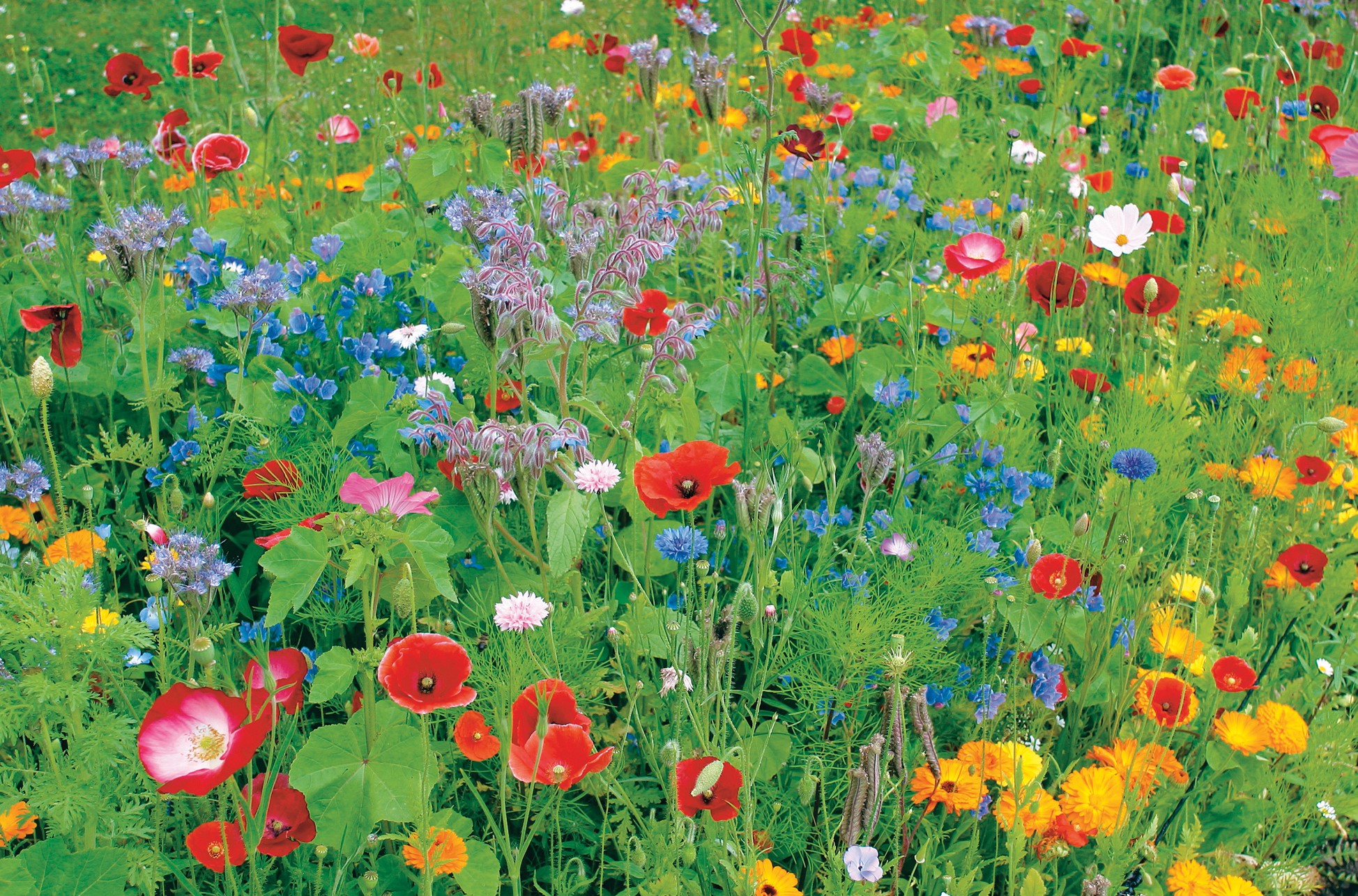High Impact Habitat Annuals 100 Flowers Mix - Wild Flower Seed Only ...