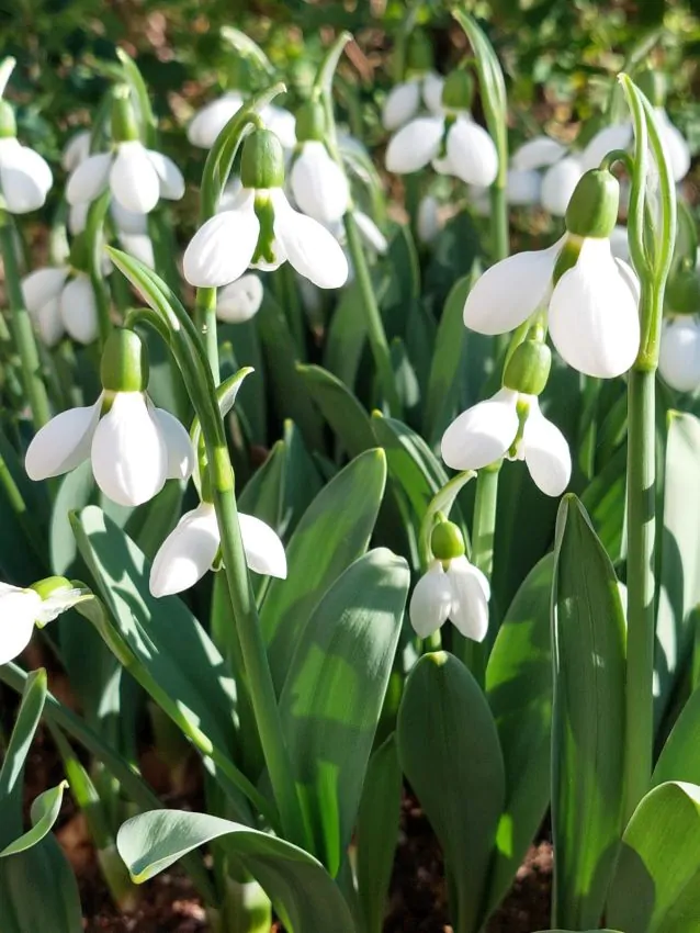 Galanthus Elwesii Beluga Snowdrops in the green - Snowdrops in the green