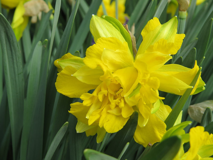 Green Daffodil