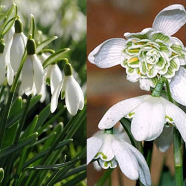 100 Single 100 Double Snowdrop Bulbs - Snowdrop Bulbs