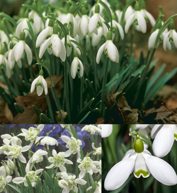 Snowdrop Collection Sam Arnott 55 bulbs in the green - Snowdrops in the ...