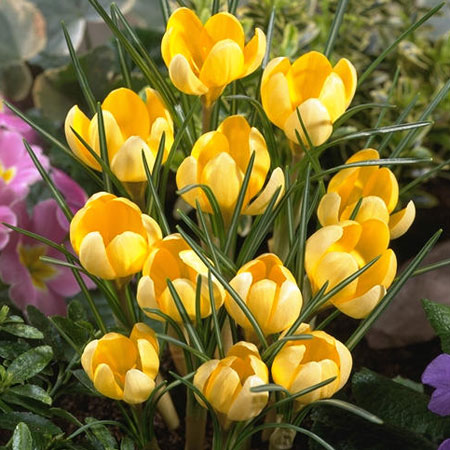 Crocus Bulbs Large Flowering Yellow Mammoth Pack of 25 - Crocus Bulbs