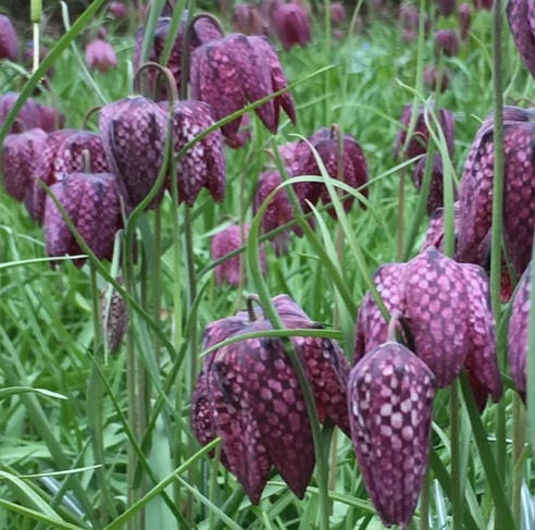 Snakes Head Lily in the green Fritillaria Meleagris - Fritillaria in ...