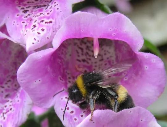 Flower seed mix for Pollinating Insects Honey Bee Butterfly - Wild ...