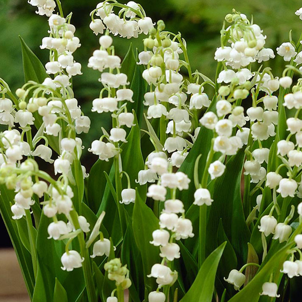 Does Lily Of The Valley Have Bulbs at Paul Bennette blog