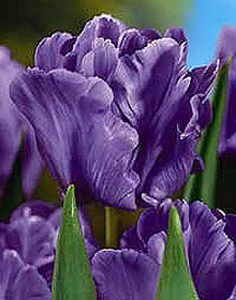 Tulip Blue Parrot Pack of 10 - Parrot Tulip Bulbs