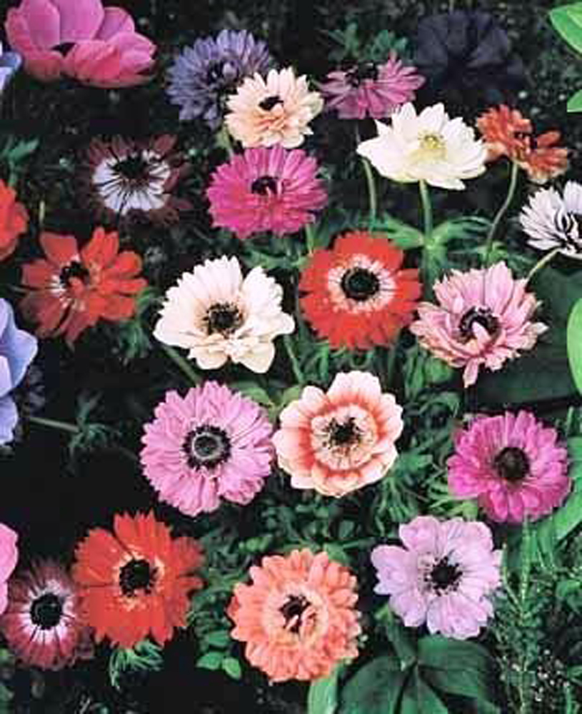 Anemone St Brigid Mixed Pack of 10 - Anemone Corms