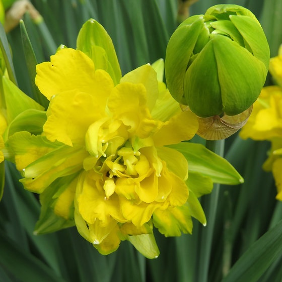 Bulbs in the green from Garden Supply Direct.